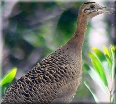 Rhynchotus rufescens