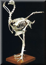 Anatomía y fisiología